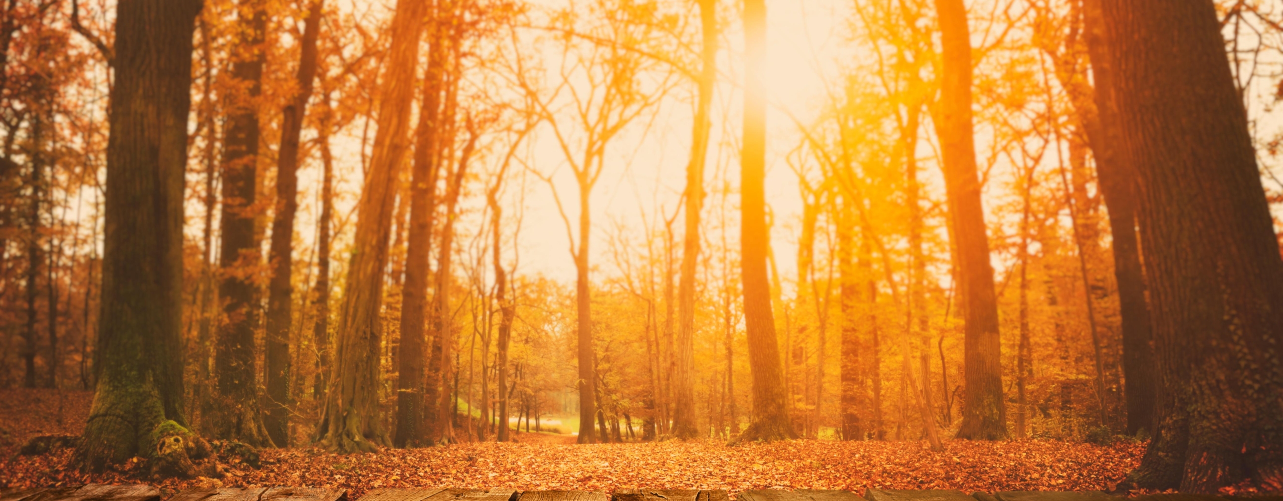 Home - Outer Dowsing